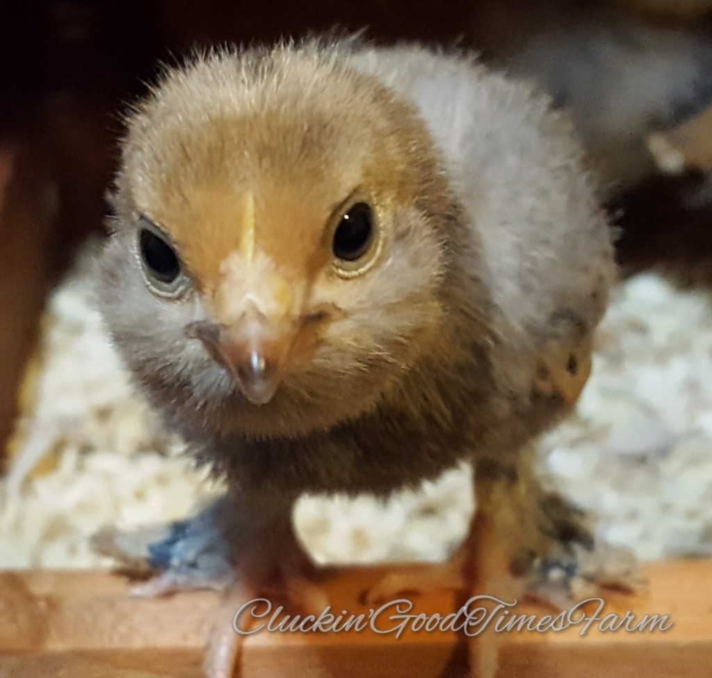 Porcelain/MF splits | BackYard Chickens - Learn How to Raise Chickens