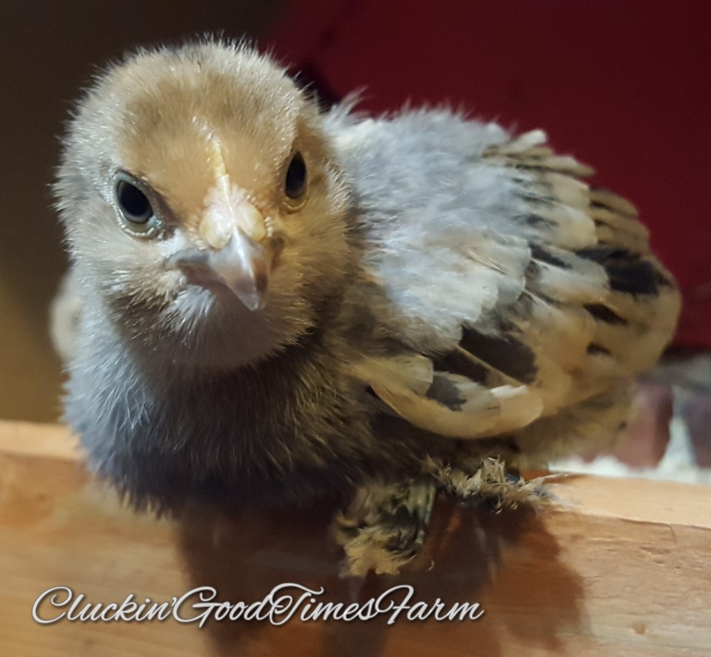 Porcelain/MF splits | BackYard Chickens - Learn How to Raise Chickens