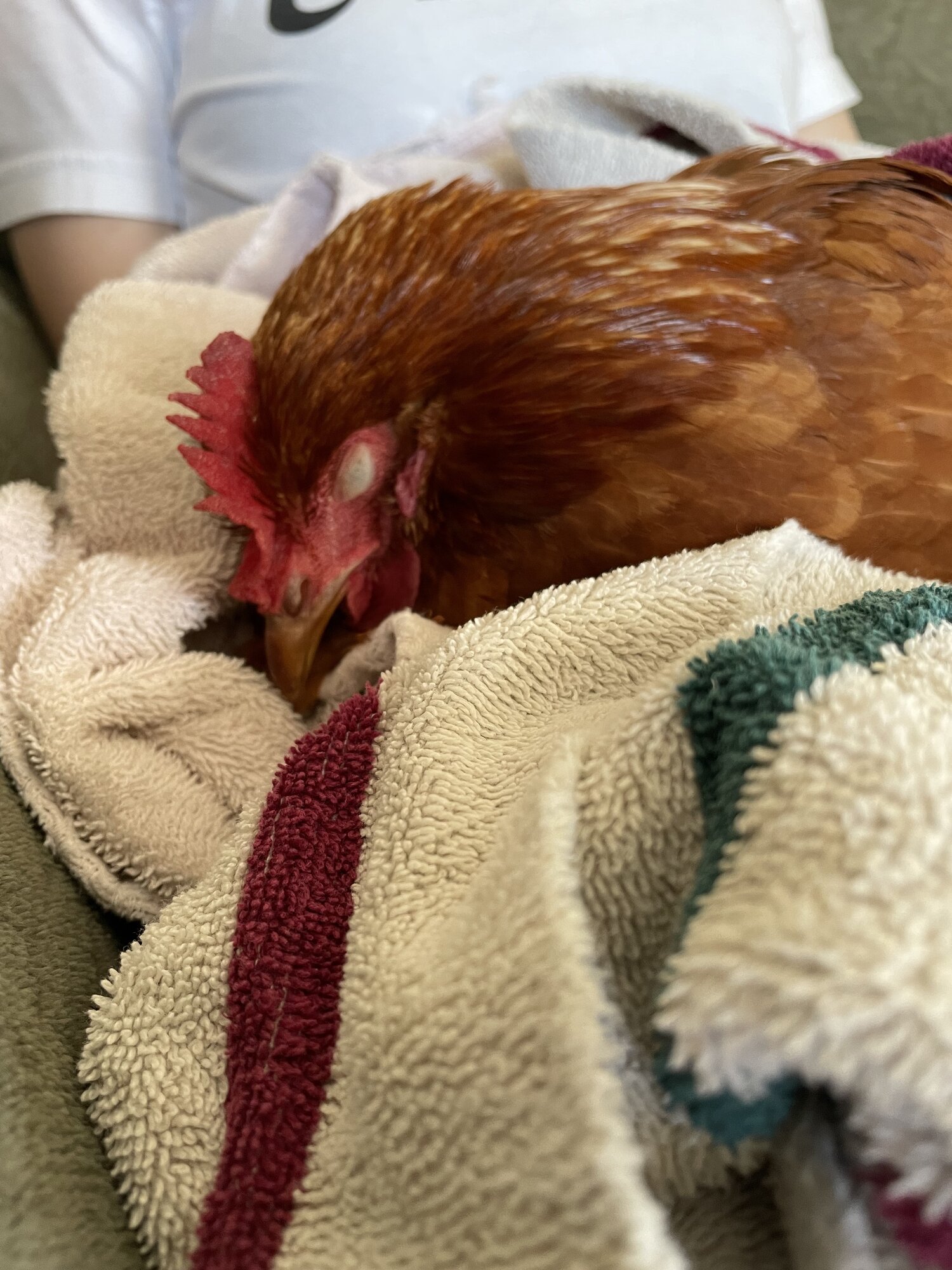 Post accident resting | BackYard Chickens - Learn How to Raise Chickens