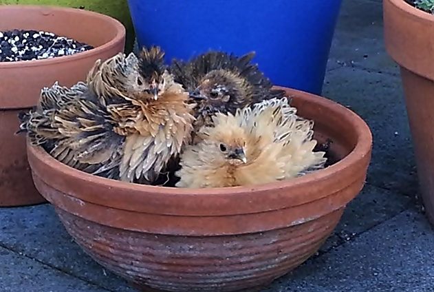 Potty Chicks | BackYard Chickens - Learn How to Raise Chickens