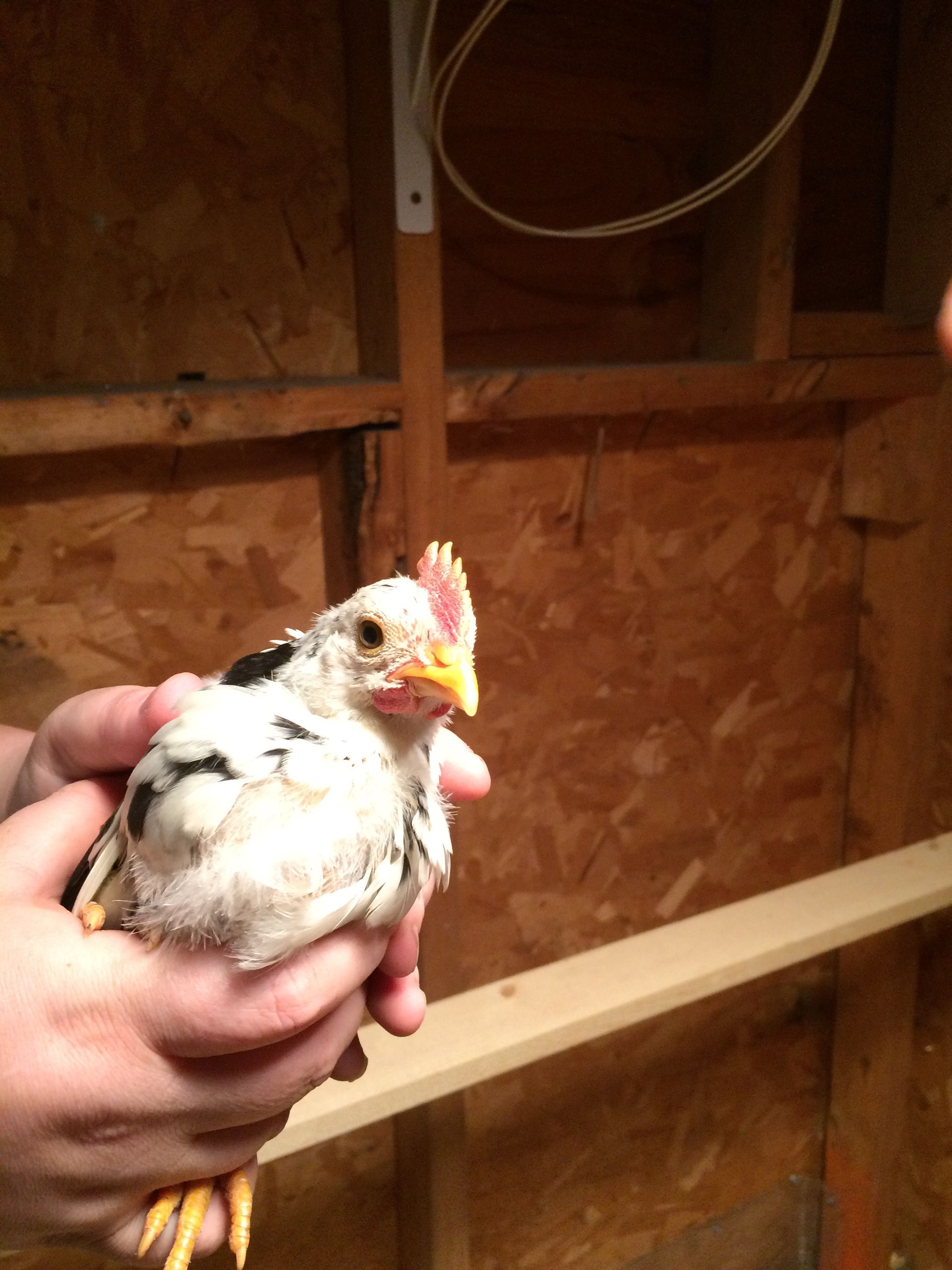 Praying this one is NOT a rooster!! | BackYard Chickens - Learn How to ...