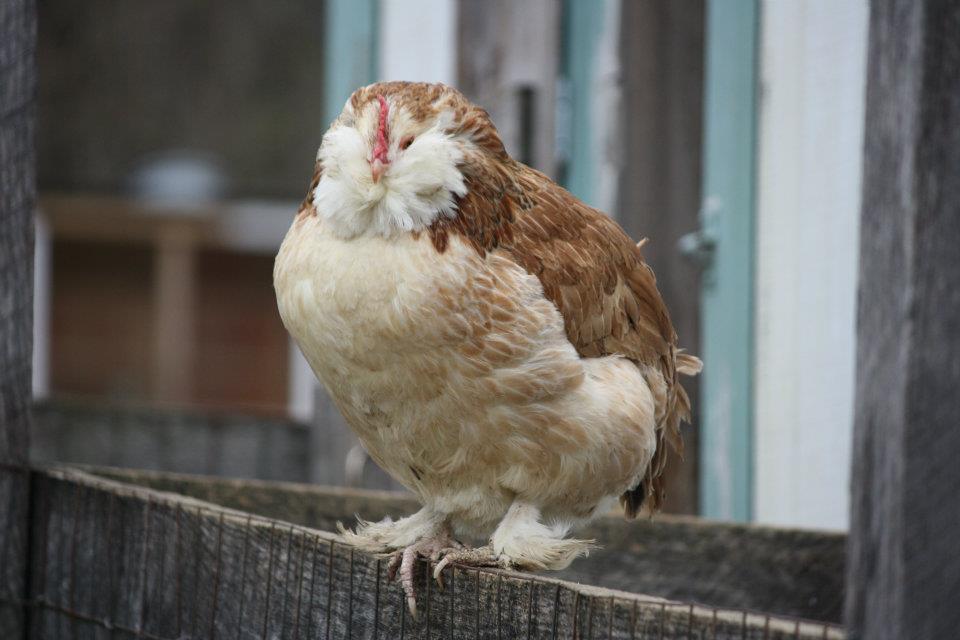 Precious again | BackYard Chickens - Learn How to Raise Chickens