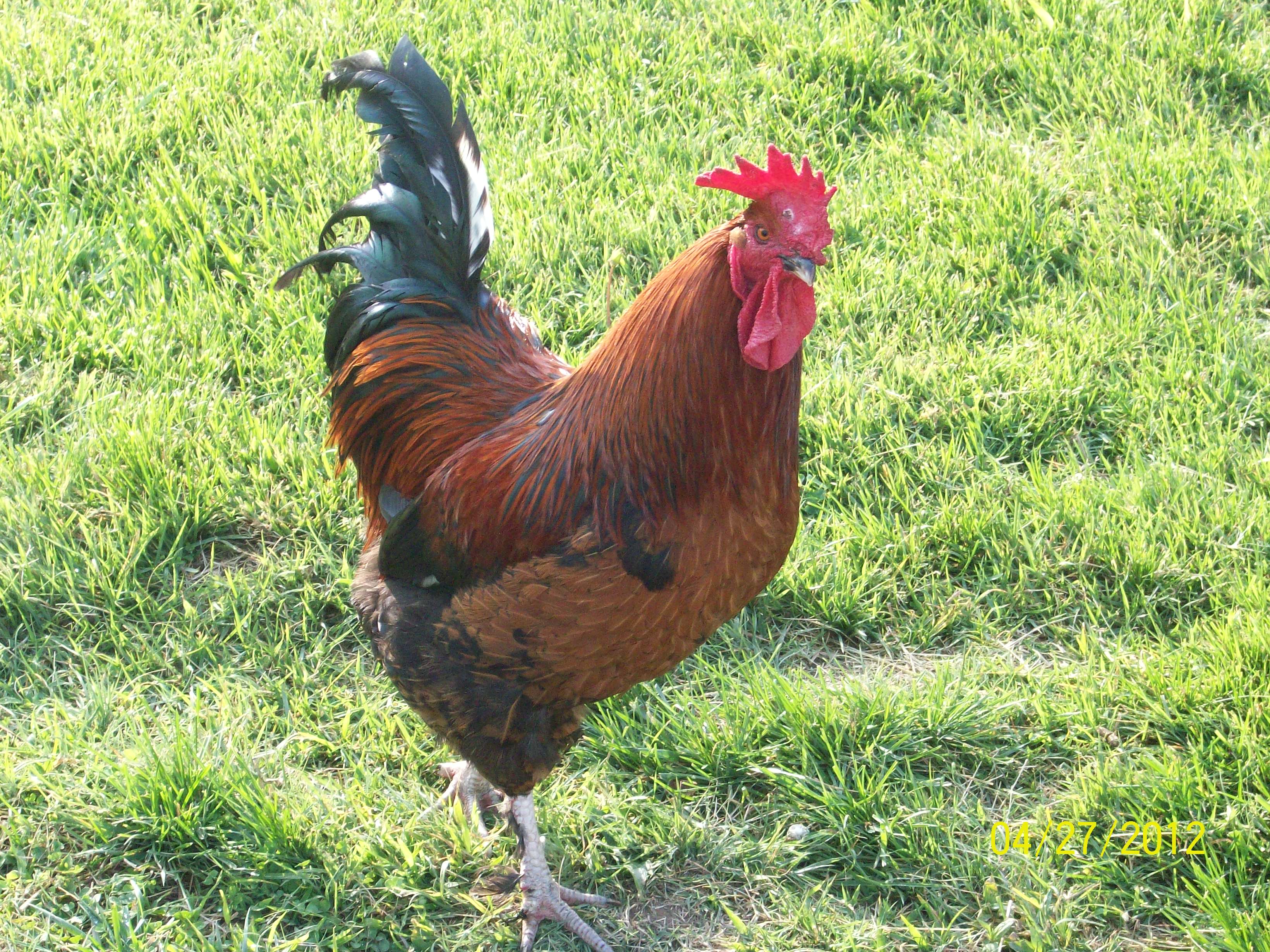 Prince William, Black Copper Maran | BackYard Chickens - Learn How to ...