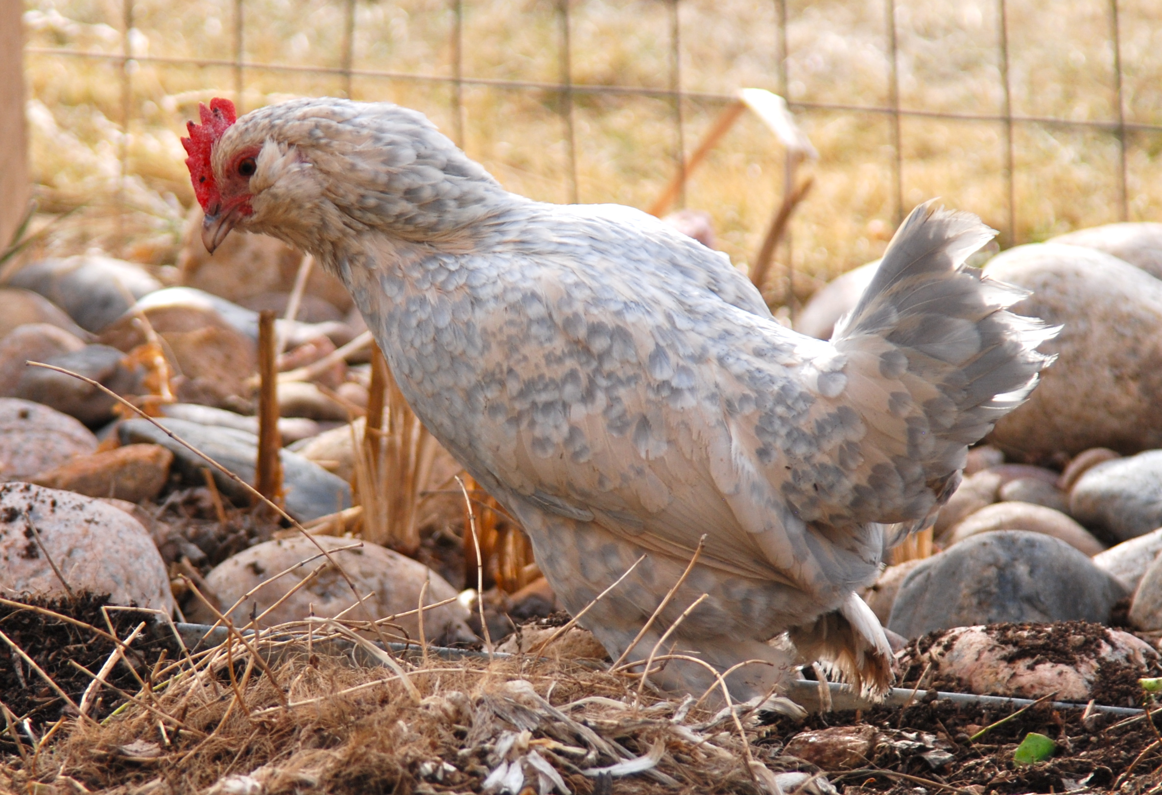 Princess (Porcelain Bantam) | BackYard Chickens - Learn How to Raise ...