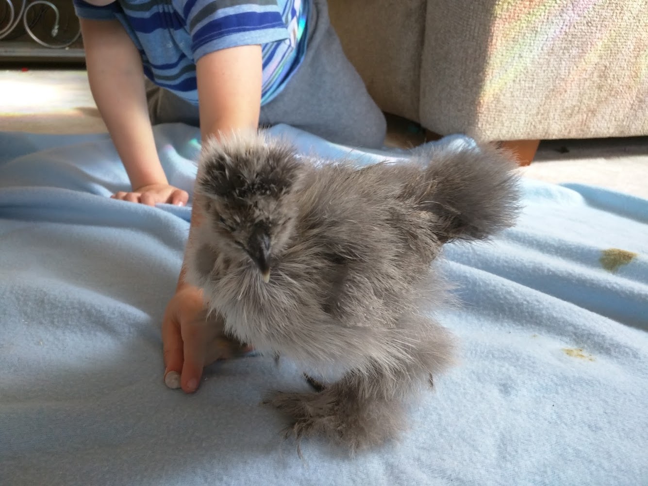 Princess sweet pea | BackYard Chickens - Learn How to Raise Chickens