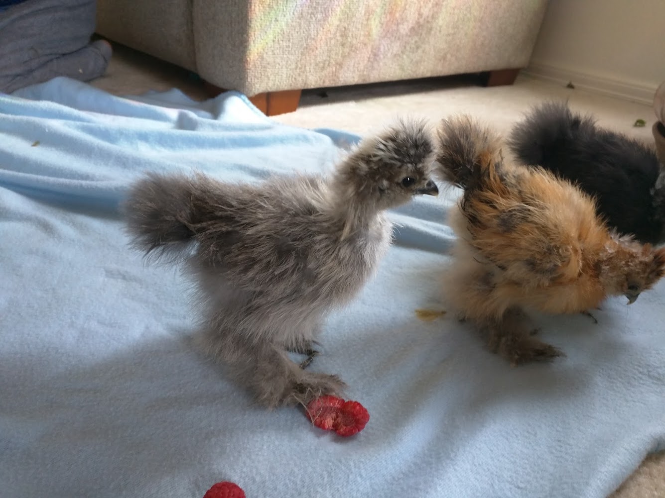 Princess sweet pea | BackYard Chickens - Learn How to Raise Chickens