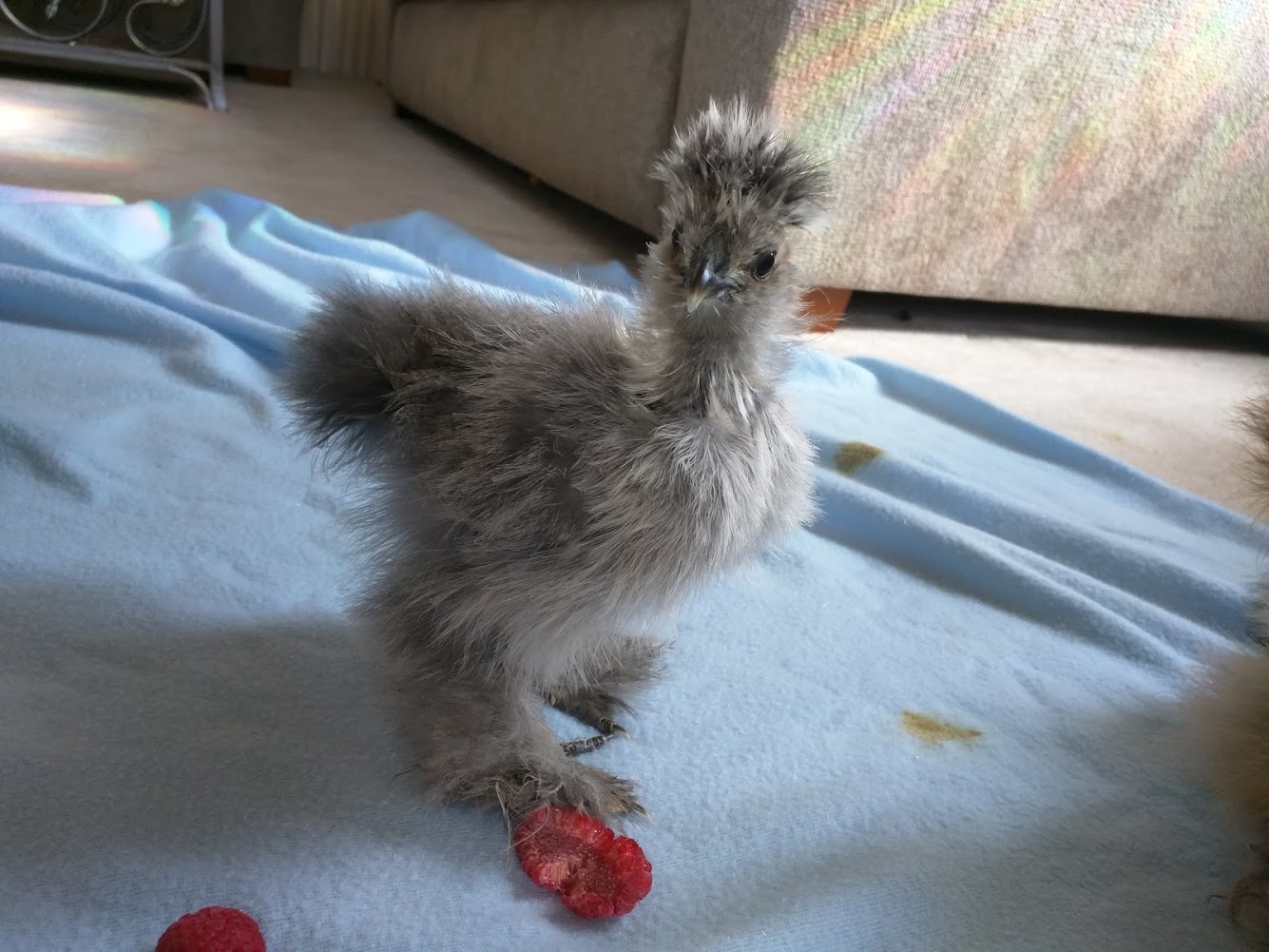 Princess sweet pea | BackYard Chickens - Learn How to Raise Chickens