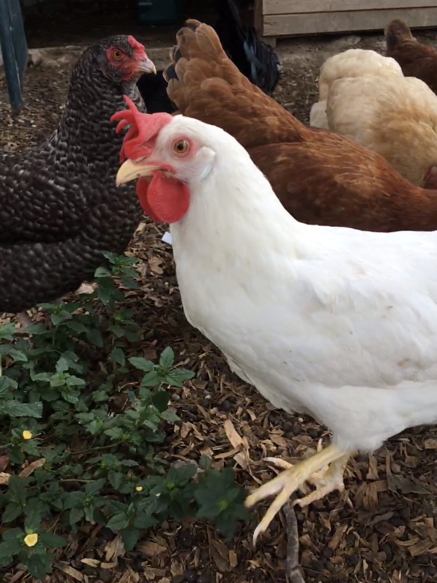 Princess | BackYard Chickens - Learn How to Raise Chickens