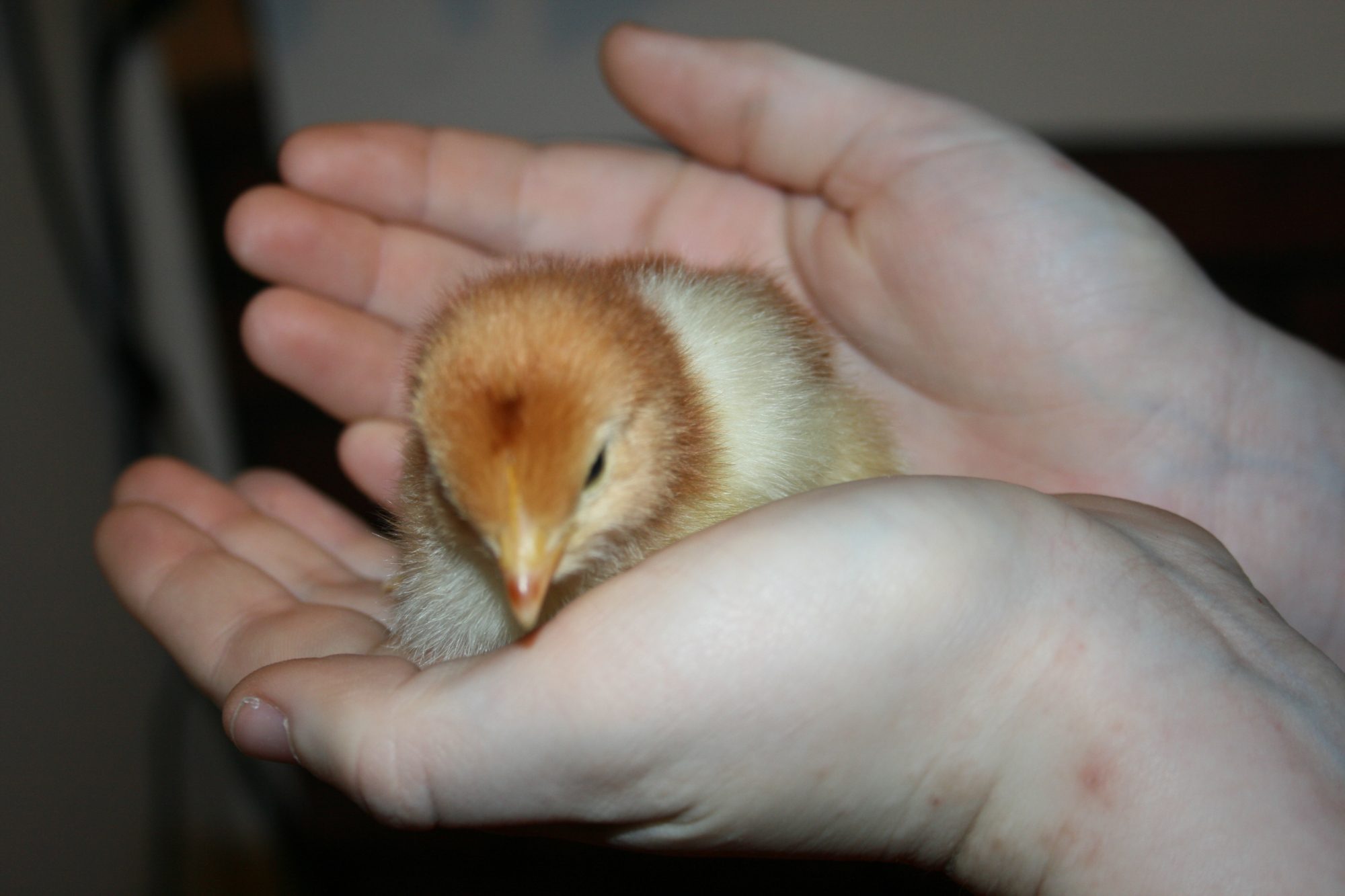 Production red | BackYard Chickens - Learn How to Raise Chickens