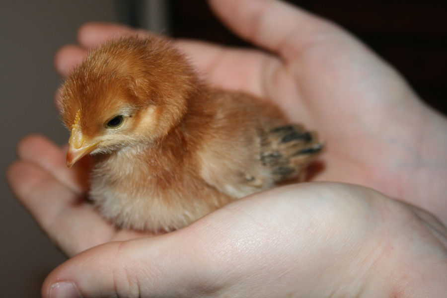 Production Red | BackYard Chickens - Learn How to Raise Chickens