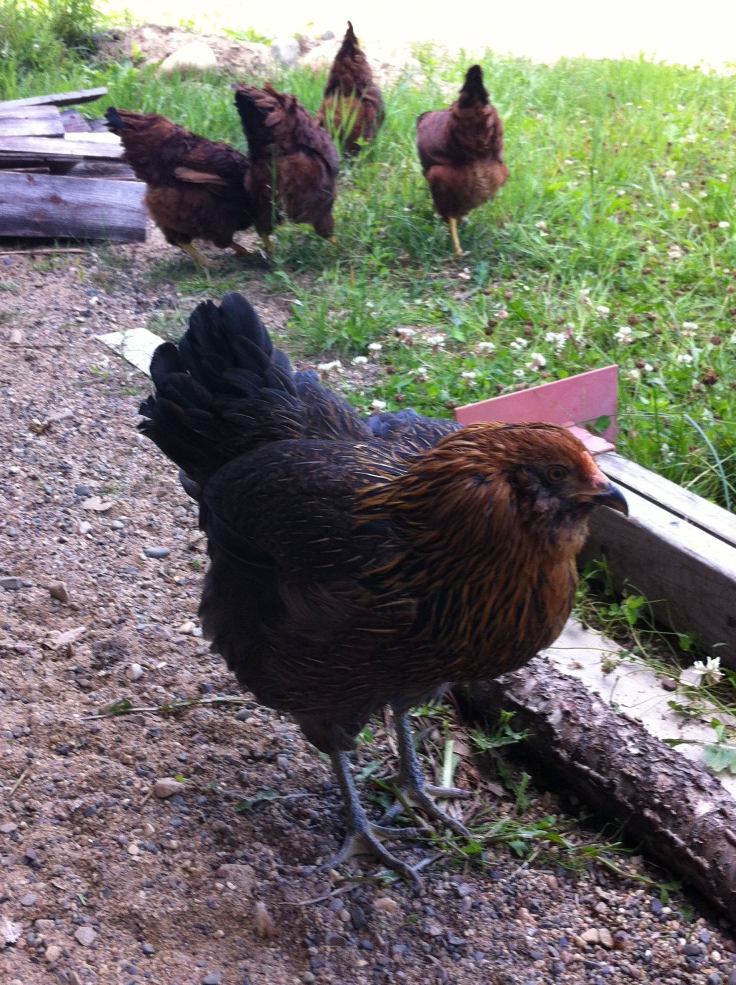 "Puffy Cheeks" aka Saige | BackYard Chickens - Learn How to Raise Chickens