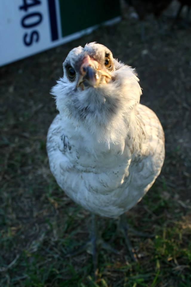 Puffy cheeks! | BackYard Chickens - Learn How to Raise Chickens