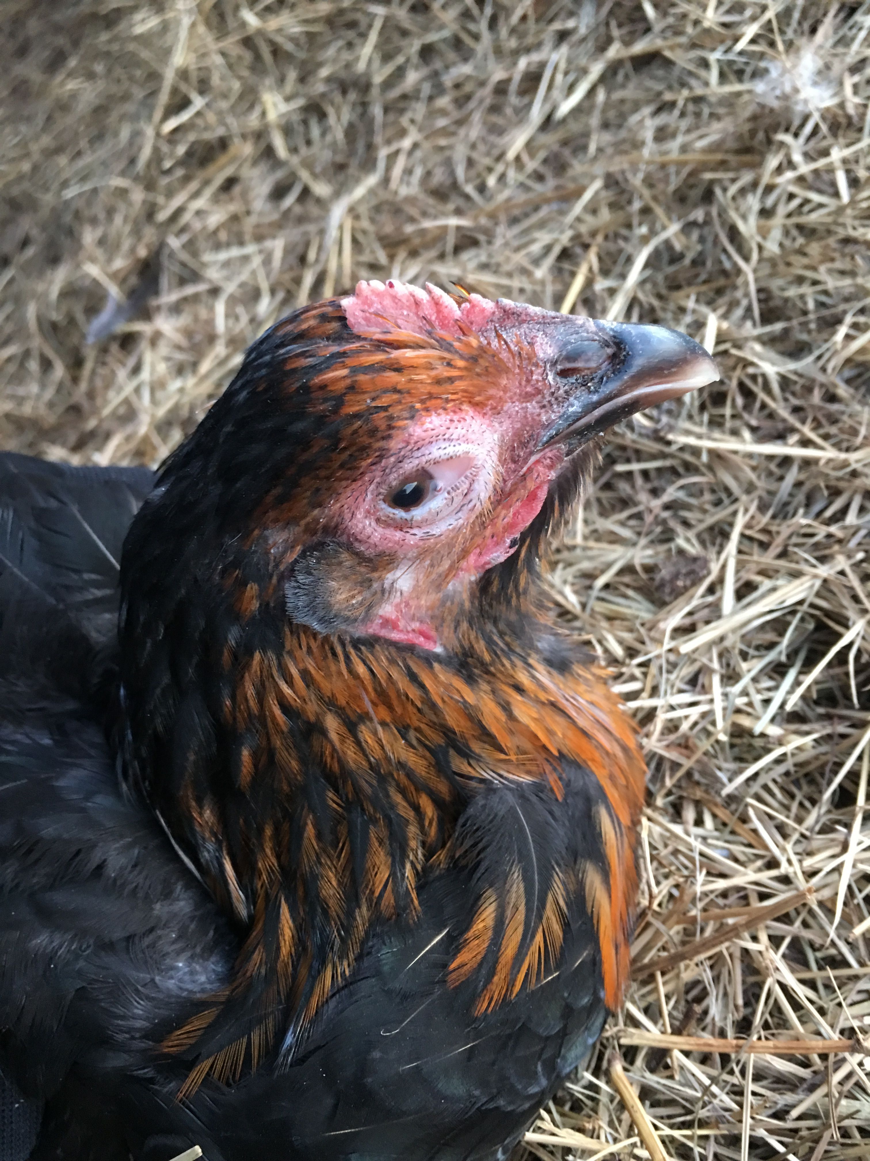 Puffy eye with goop. | BackYard Chickens - Learn How to Raise Chickens