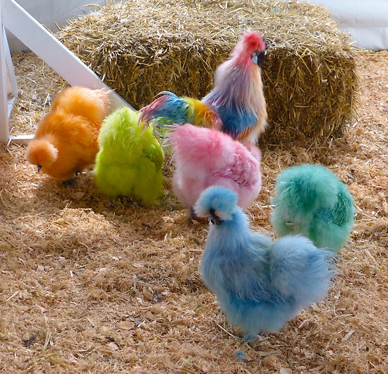 RAINBOW SILKIES!!! | BackYard Chickens - Learn How to Raise Chickens