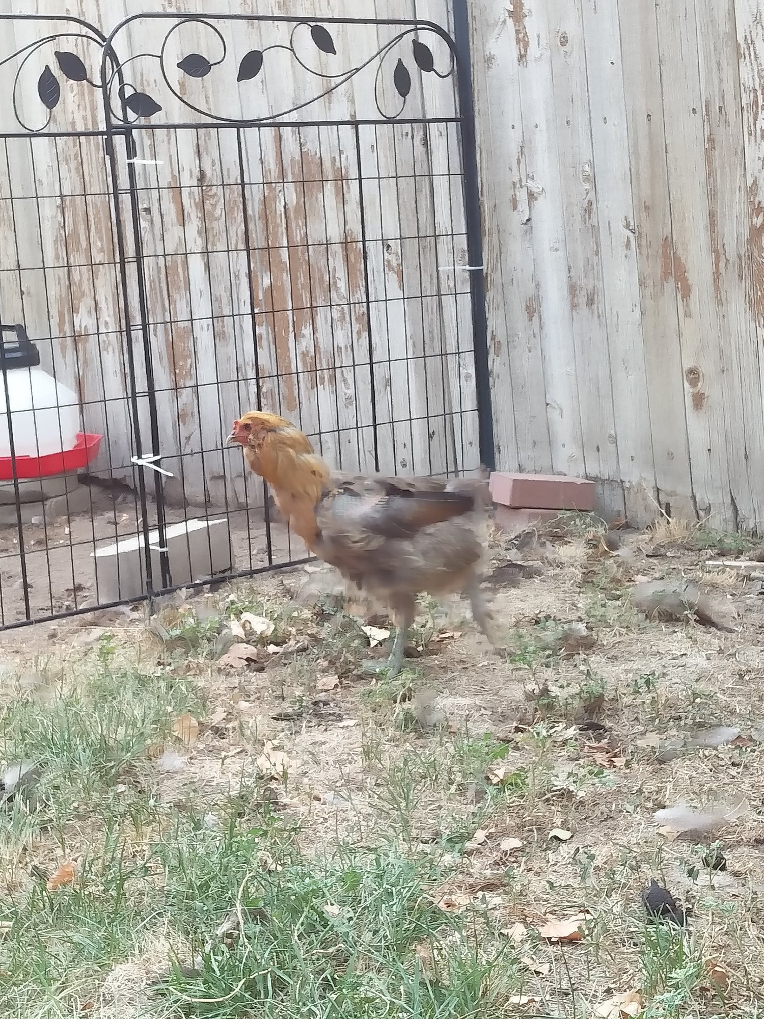 Raptor | BackYard Chickens - Learn How to Raise Chickens