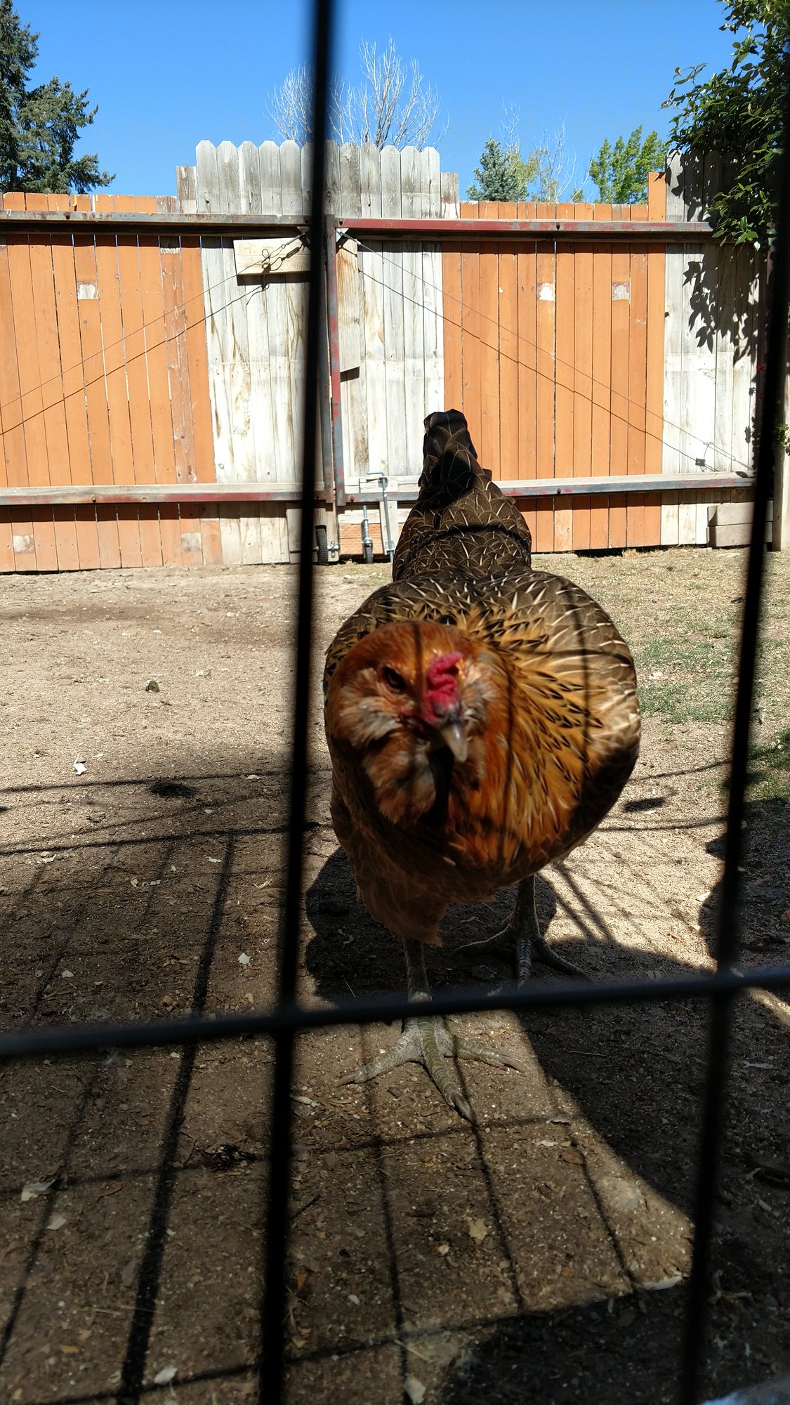 Raptor | BackYard Chickens - Learn How to Raise Chickens