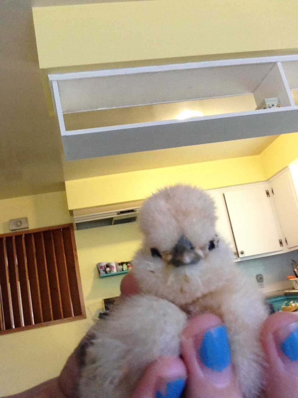 Rapunzel- 5 days | BackYard Chickens - Learn How to Raise Chickens