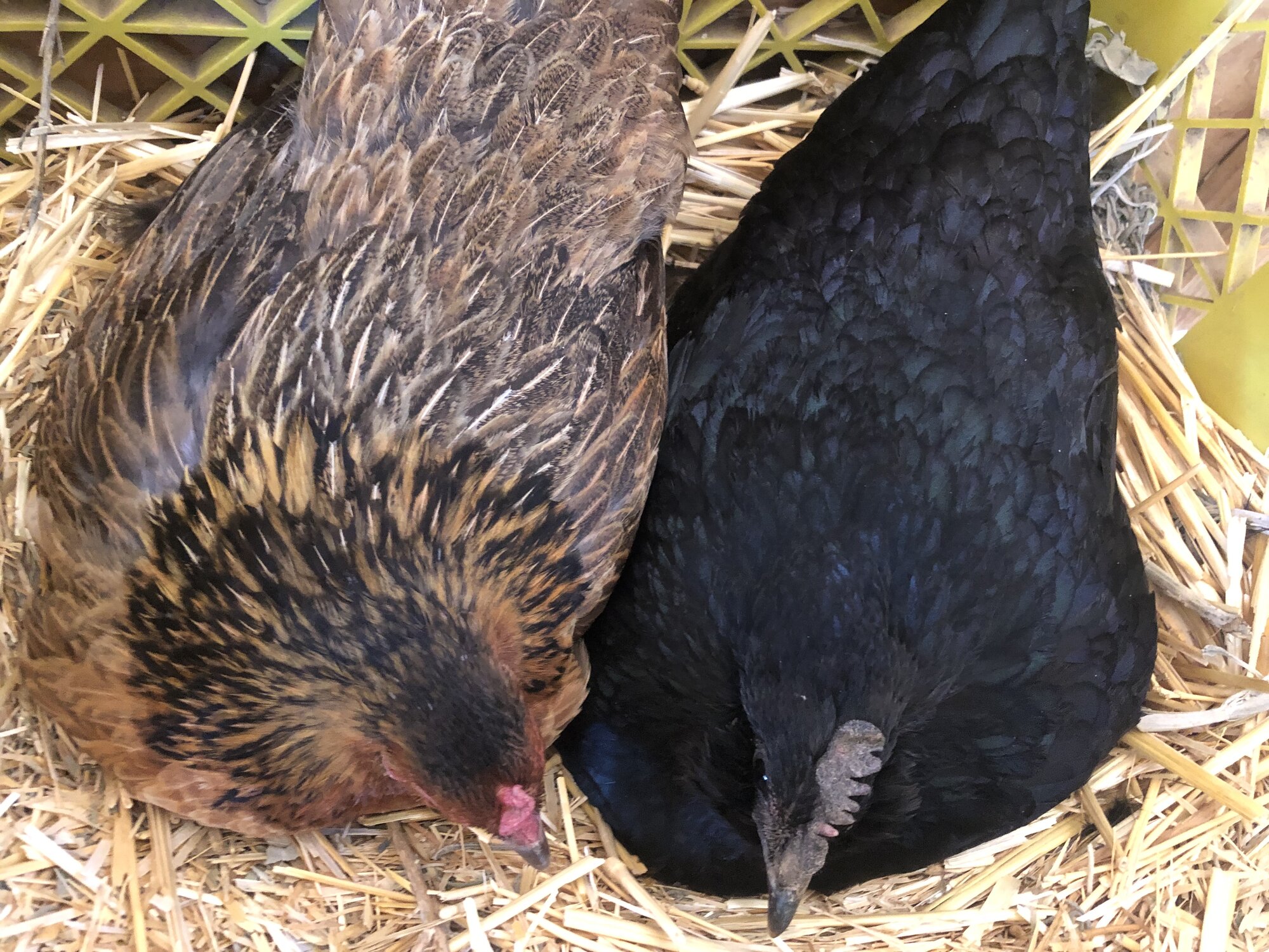 Raraku and Ponape | BackYard Chickens - Learn How to Raise Chickens