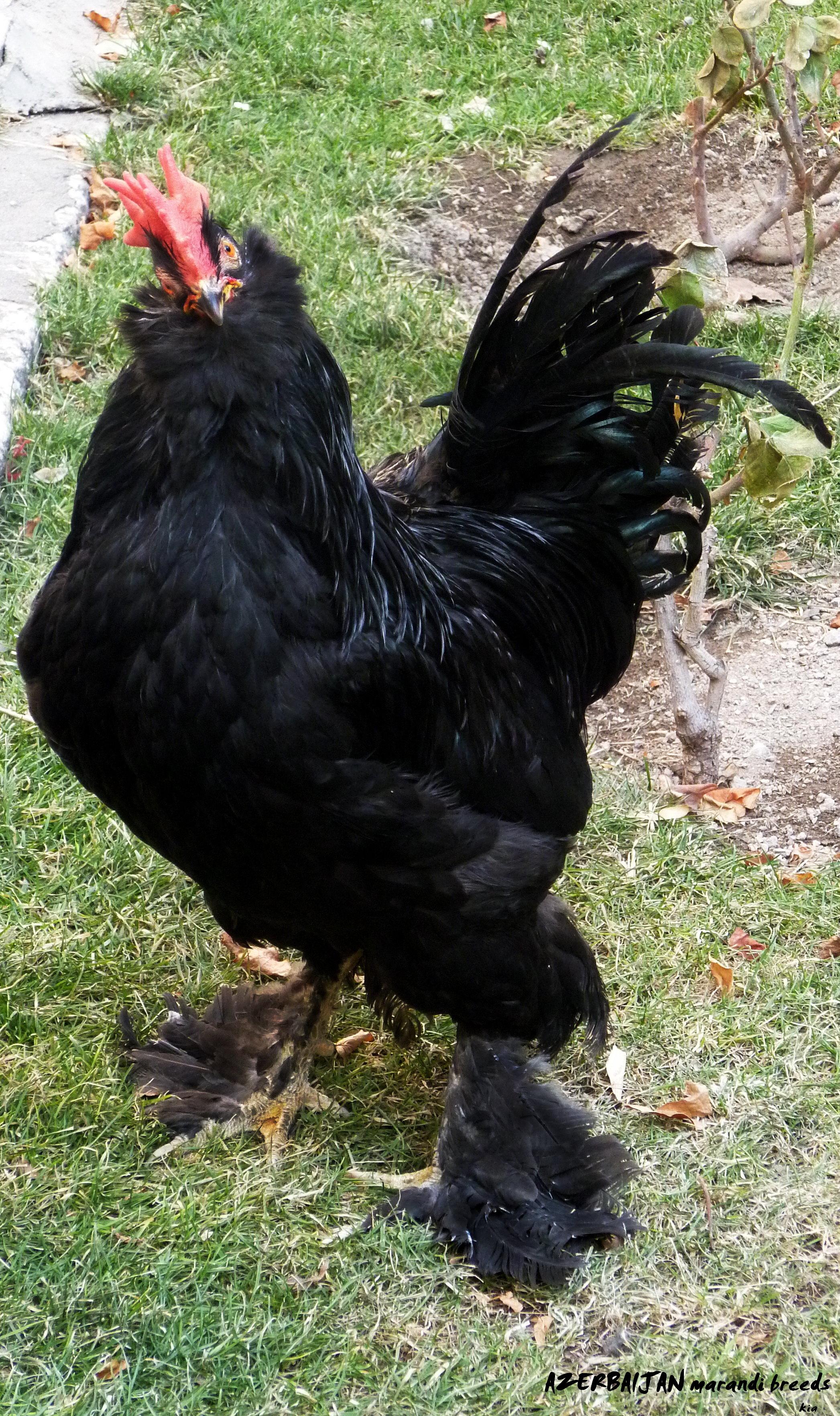 rare black roosters | BackYard Chickens - Learn How to Raise Chickens