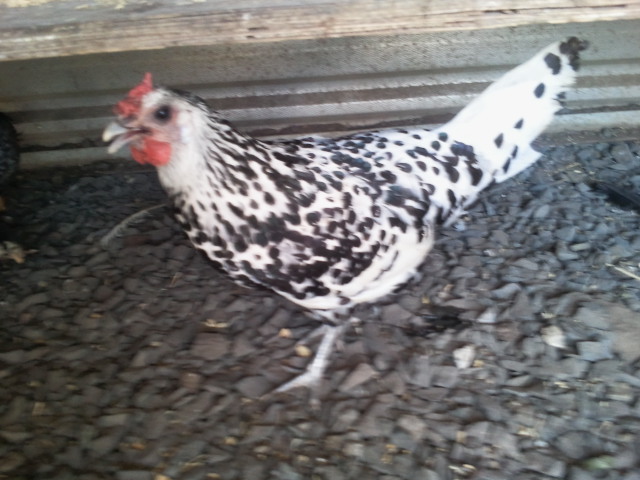 Rare silver spangle hamburg hen | BackYard Chickens - Learn How to ...