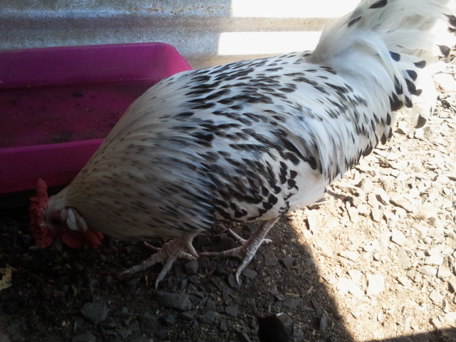 Rare silver spangle hamburg rooster | BackYard Chickens - Learn How to ...