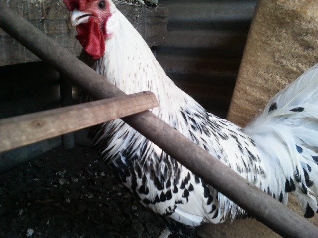 Rare silver spangle hamburg rooster | BackYard Chickens - Learn How to ...