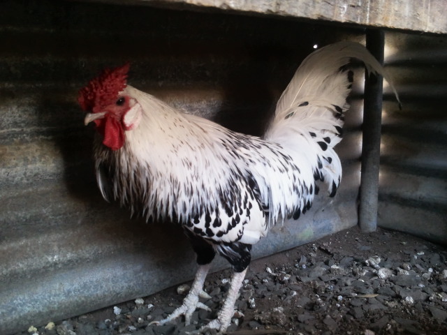 Rare silver spangle hamburg rooster | BackYard Chickens - Learn How to ...