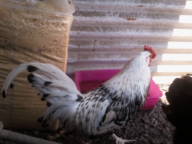 Rare silver spangle hamburg rooster | BackYard Chickens - Learn How to ...