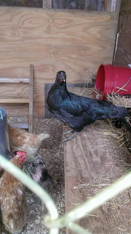 Raven | BackYard Chickens - Learn How to Raise Chickens