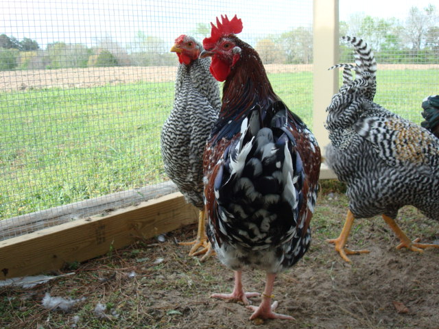 Rear | BackYard Chickens - Learn How to Raise Chickens