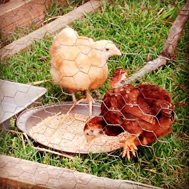 Reba (red) and Uma! | BackYard Chickens - Learn How to Raise Chickens