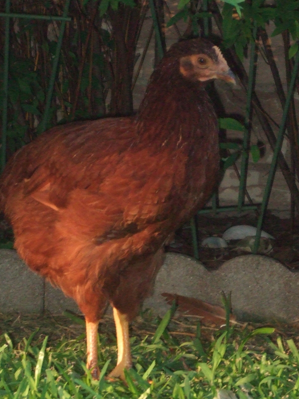 Reba | BackYard Chickens - Learn How to Raise Chickens