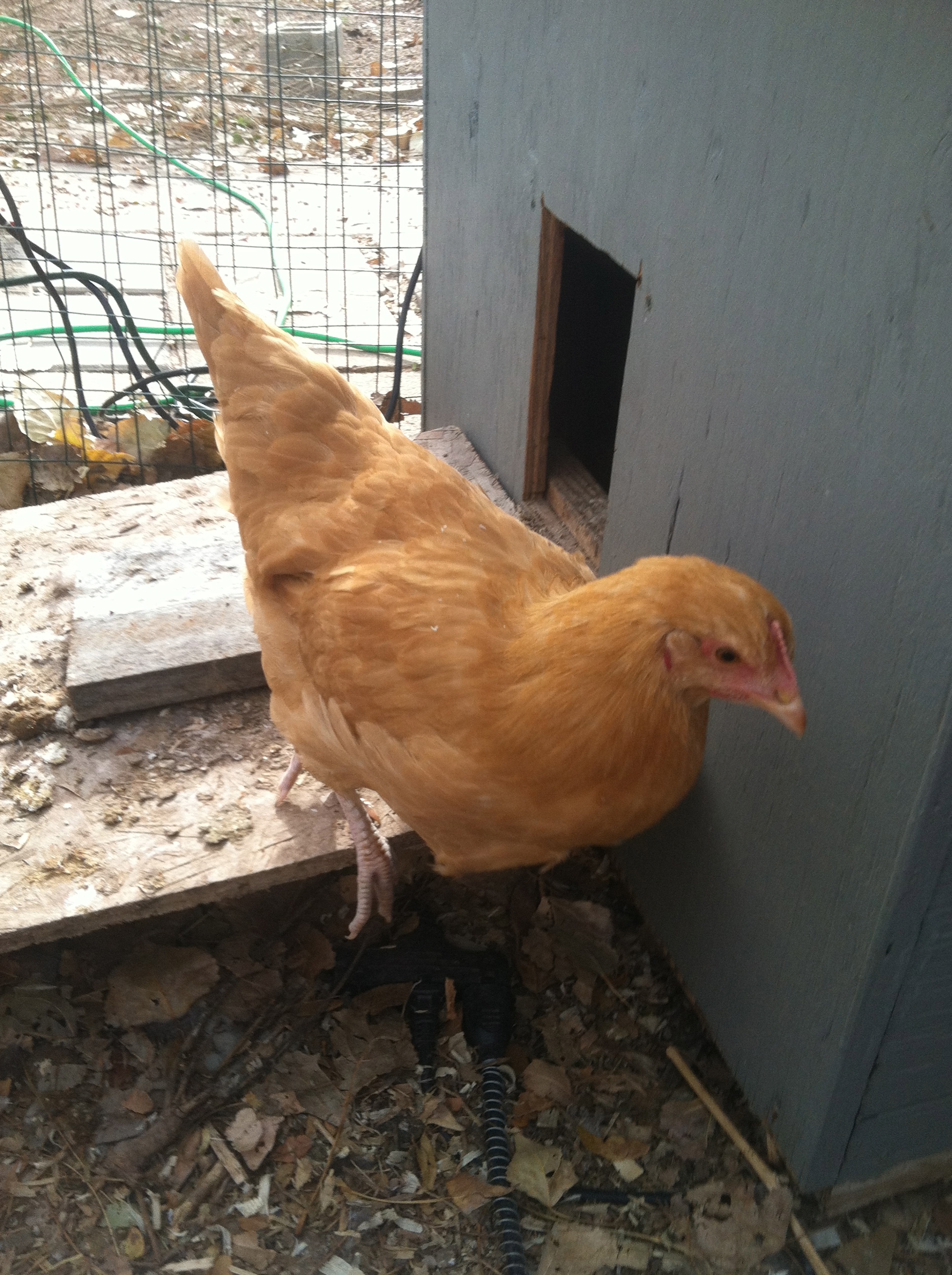 Reba | BackYard Chickens - Learn How to Raise Chickens