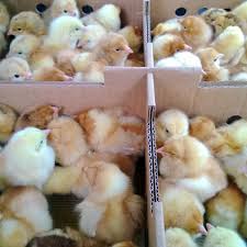 red broiler | BackYard Chickens - Learn How to Raise Chickens