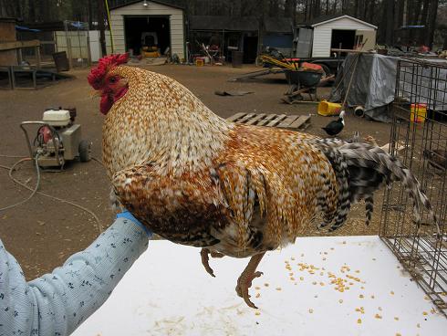 Red Dominique Roo | BackYard Chickens - Learn How to Raise Chickens