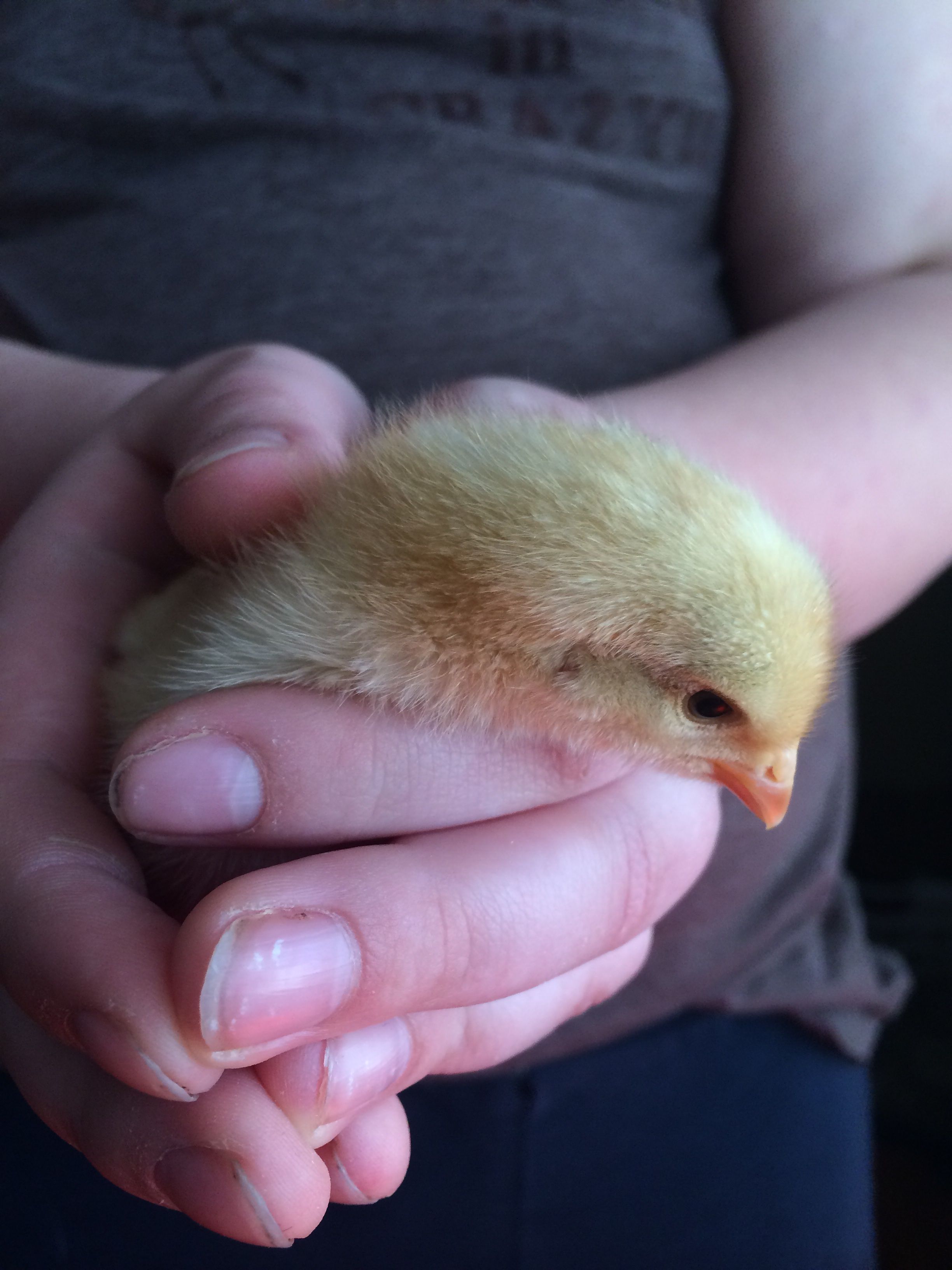 Red Pullet | BackYard Chickens - Learn How to Raise Chickens