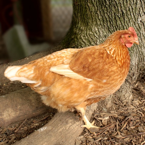 Red star | BackYard Chickens - Learn How to Raise Chickens
