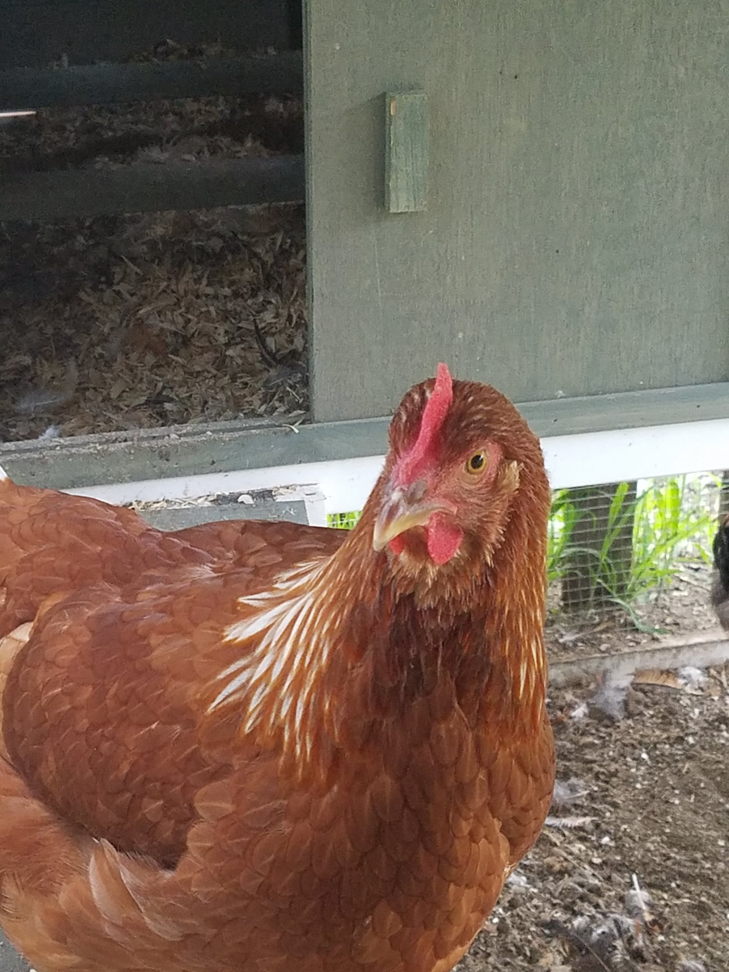 Red | BackYard Chickens - Learn How to Raise Chickens