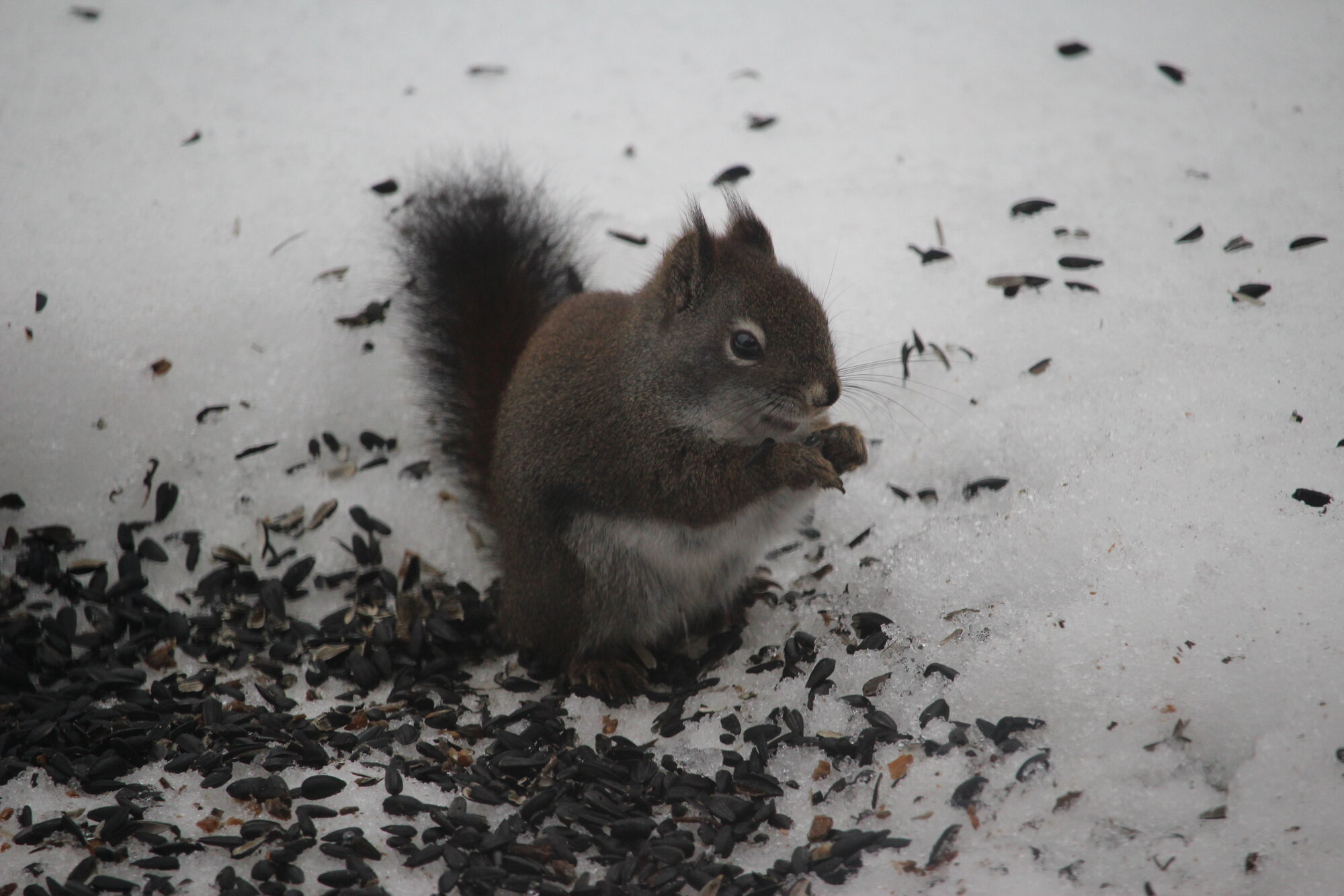 red_squirrel1.JPG | BackYard Chickens - Learn How to Raise Chickens
