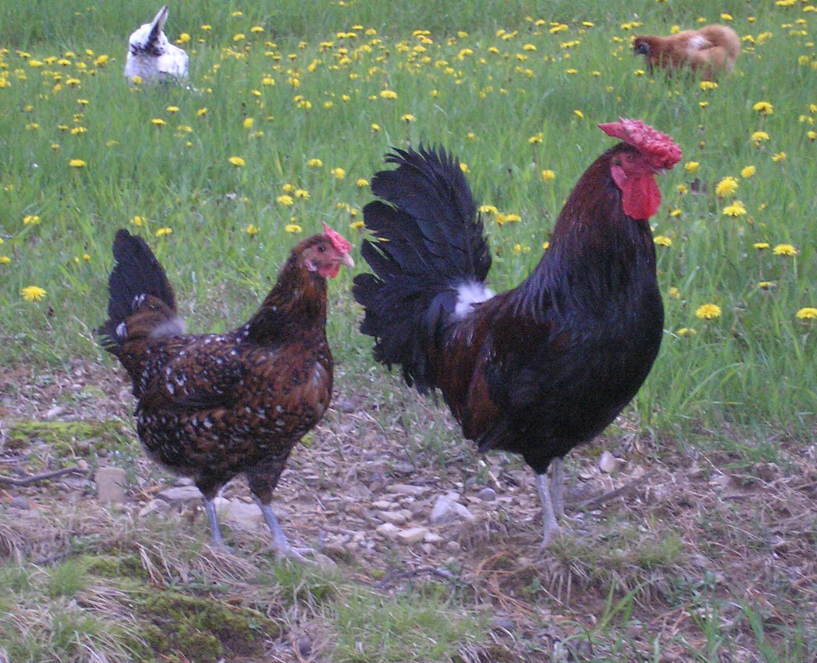 RedCap pair | BackYard Chickens - Learn How to Raise Chickens