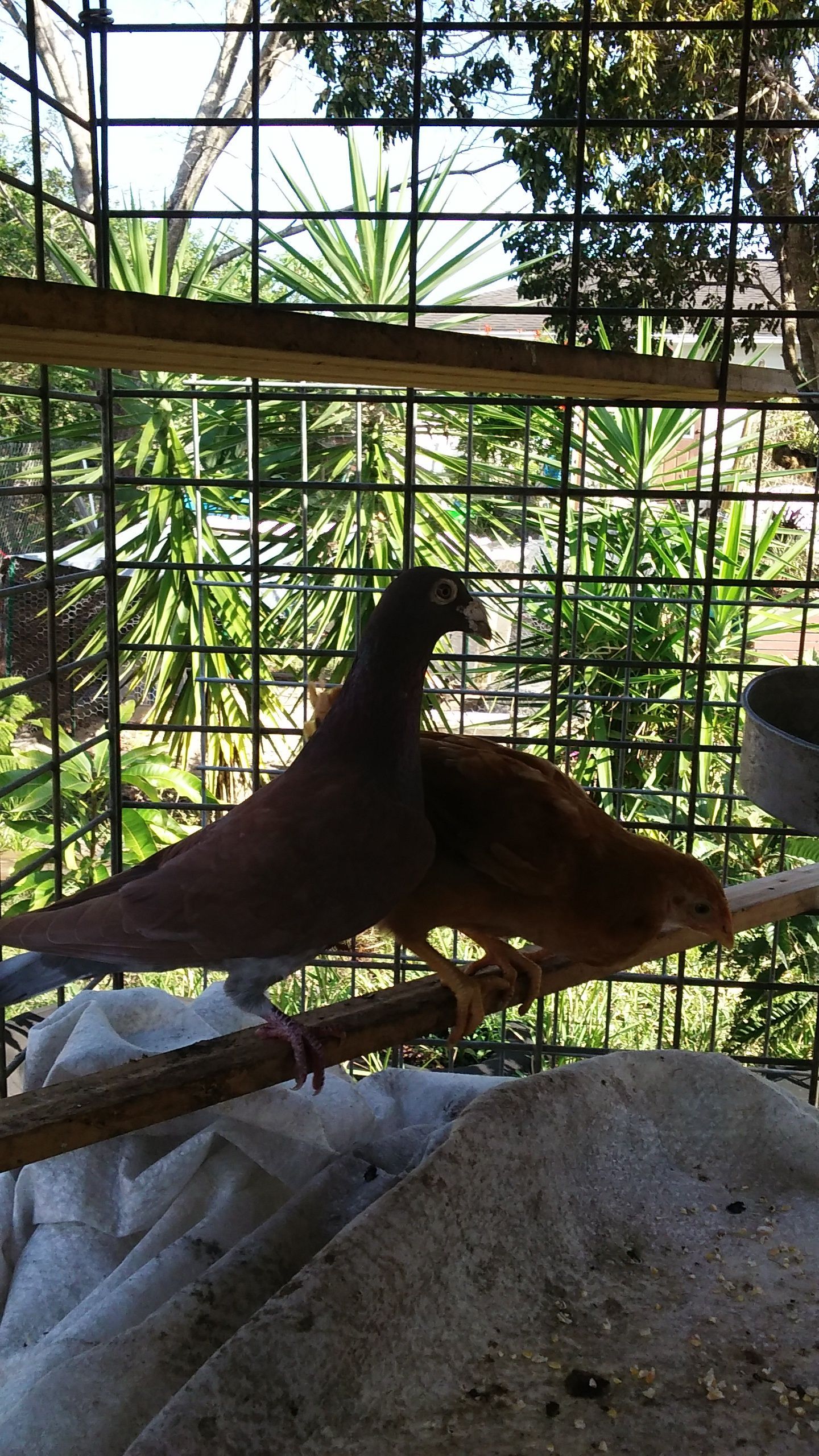 Resident homing pigeon | BackYard Chickens - Learn How to Raise Chickens