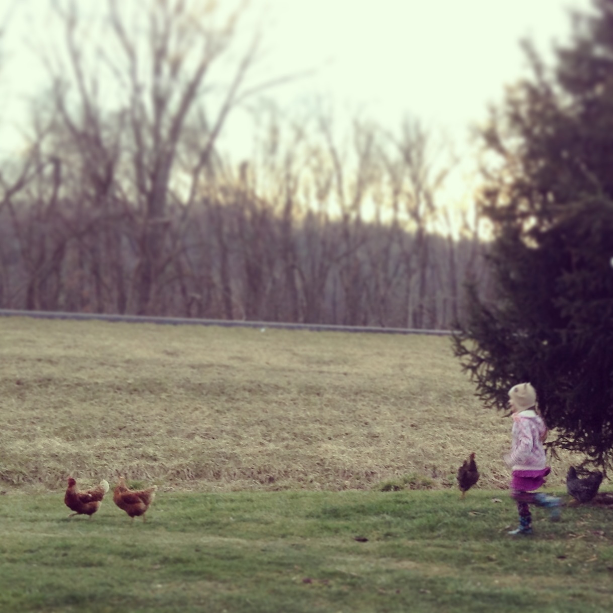 Rhiannon chasing the girls | BackYard Chickens - Learn How to Raise ...