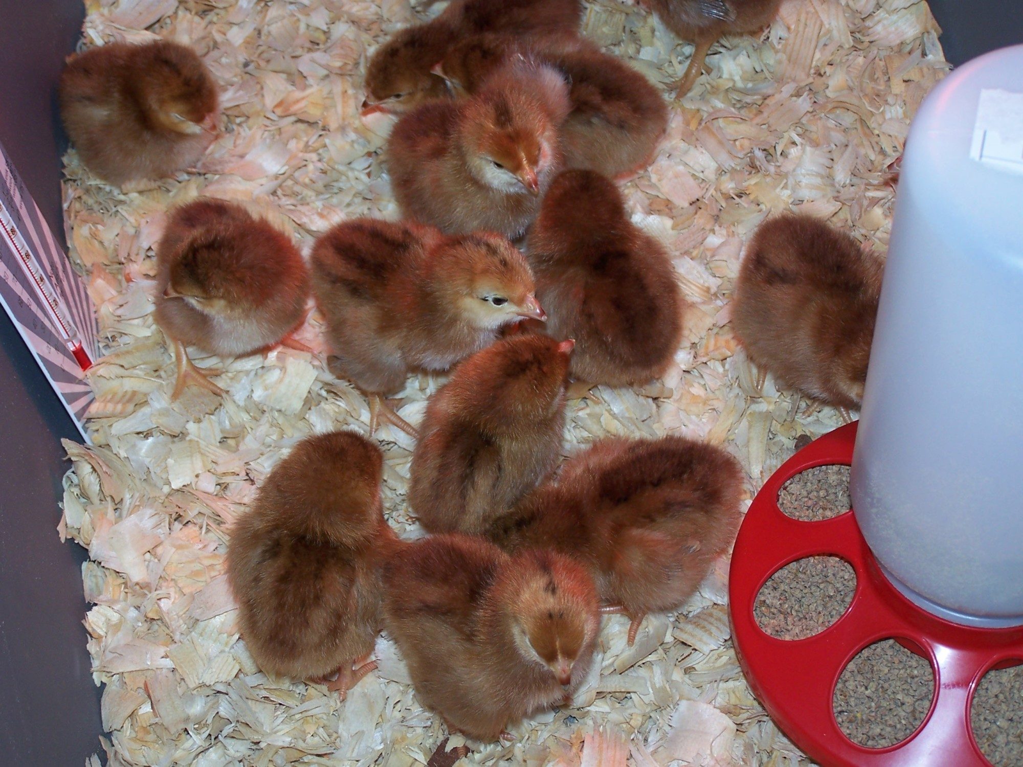 Rhode Island Red Chicks | BackYard Chickens - Learn How to Raise Chickens