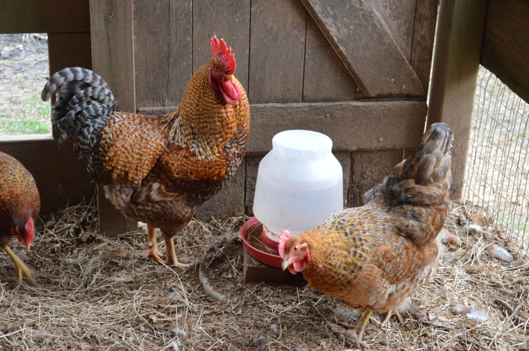 Rhodebar rooster and hen | BackYard Chickens - Learn How to Raise Chickens