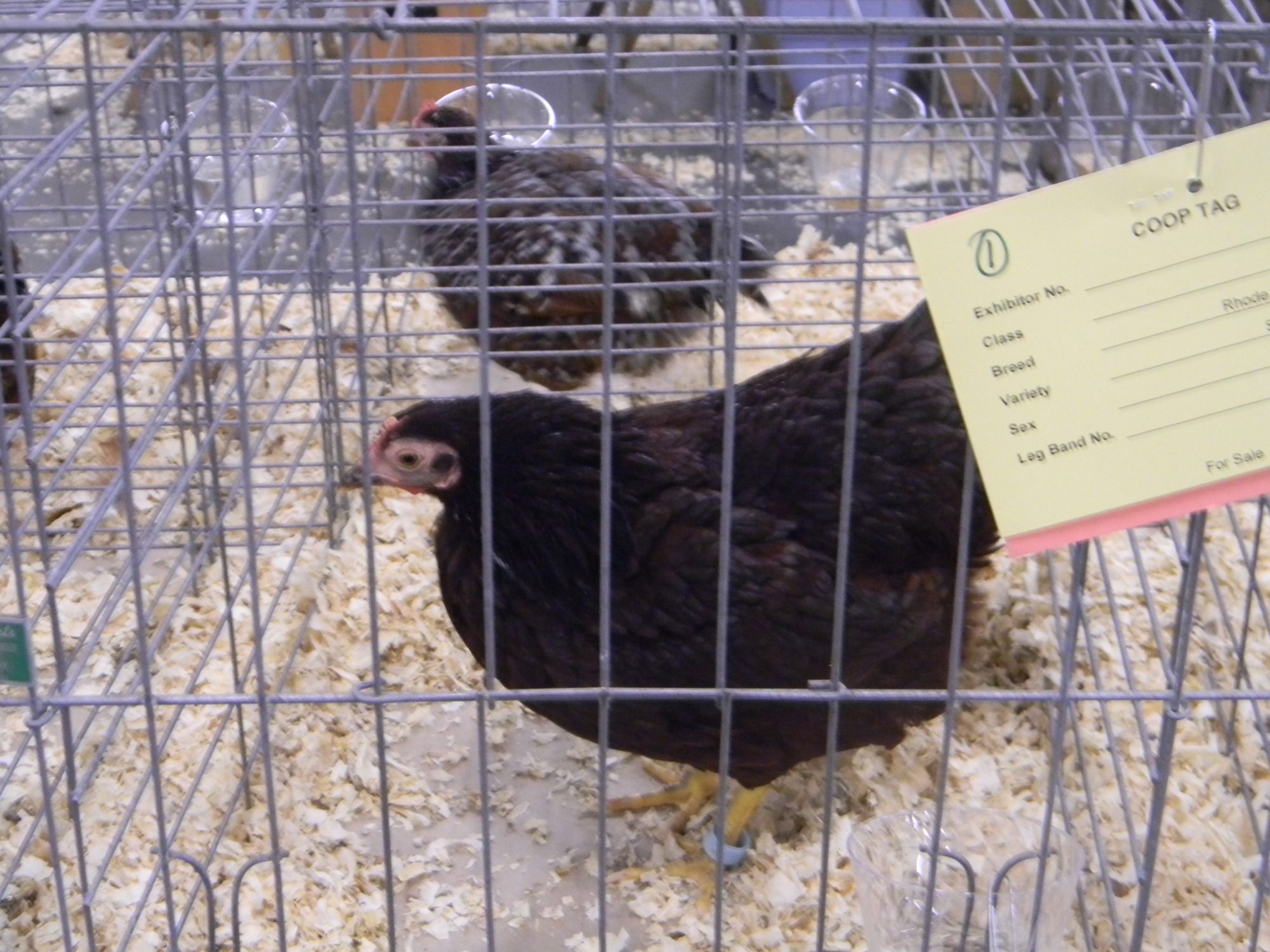 RIR Bantam Pullet | BackYard Chickens - Learn How to Raise Chickens