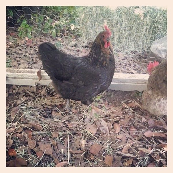 Rita, Our Maran | BackYard Chickens - Learn How to Raise Chickens