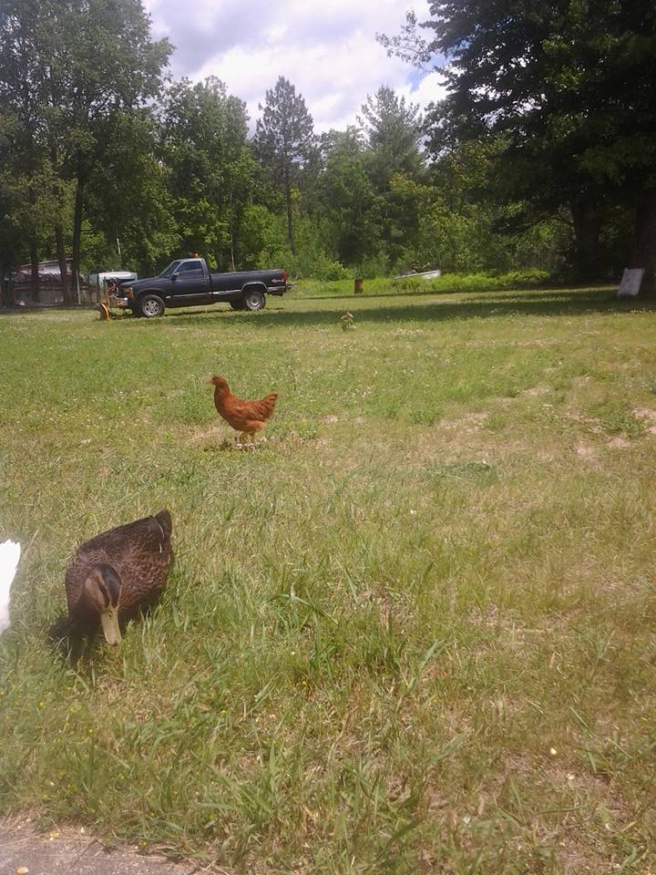 Road Runner and the Duck is Lucky | BackYard Chickens - Learn How to ...