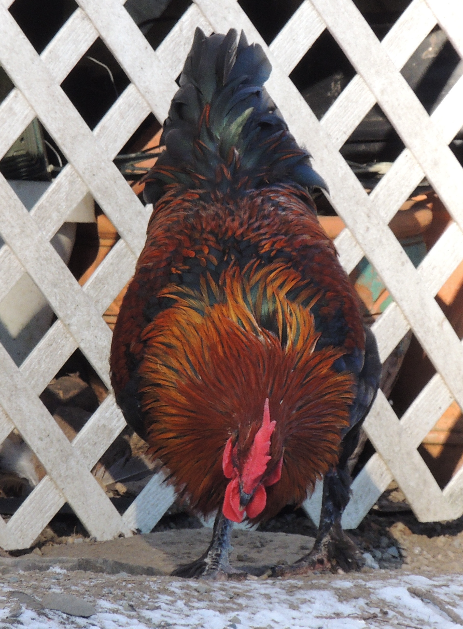 Rooster 1 | BackYard Chickens - Learn How to Raise Chickens