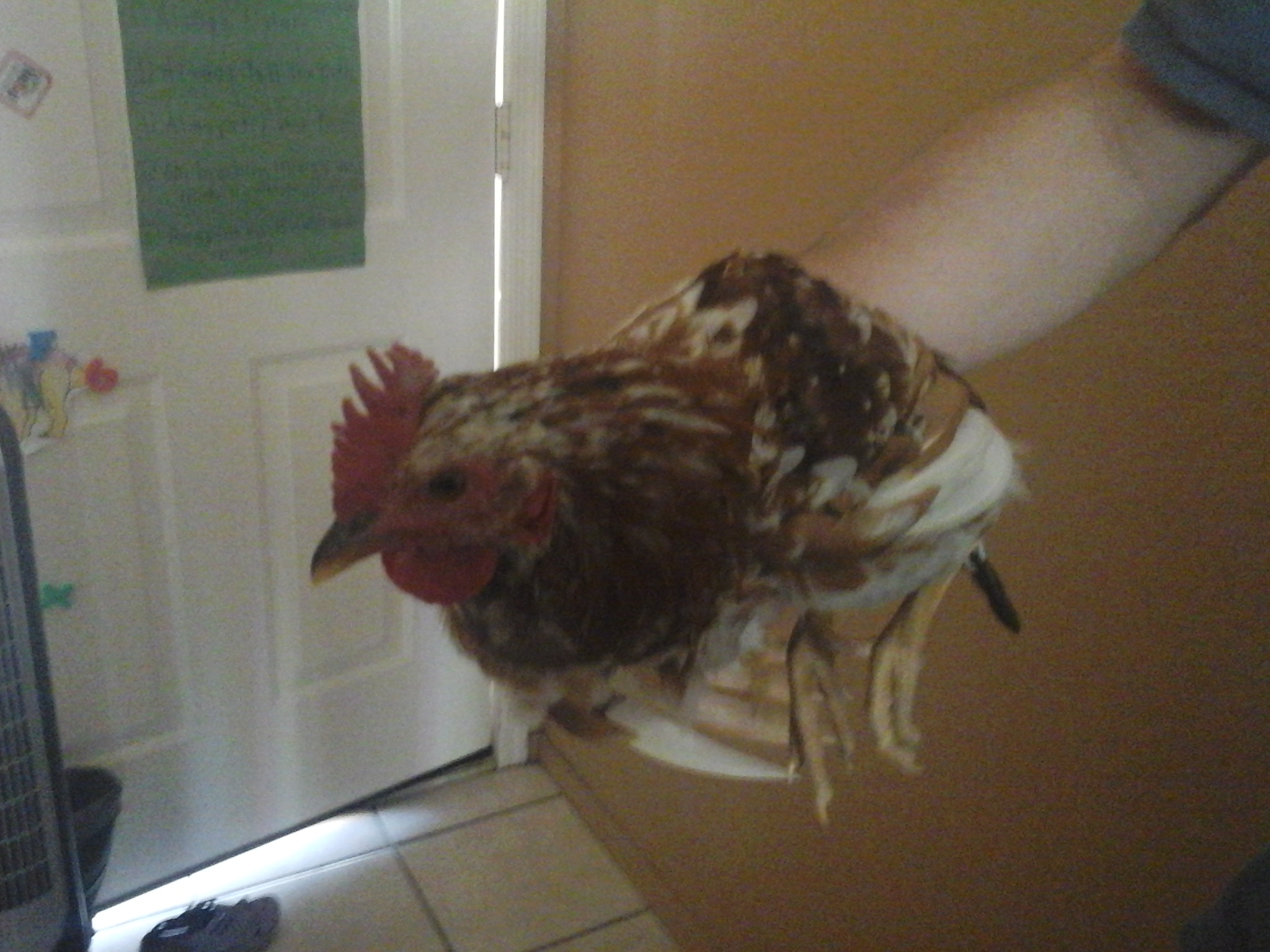 Rooster 2- split comb | BackYard Chickens - Learn How to Raise Chickens