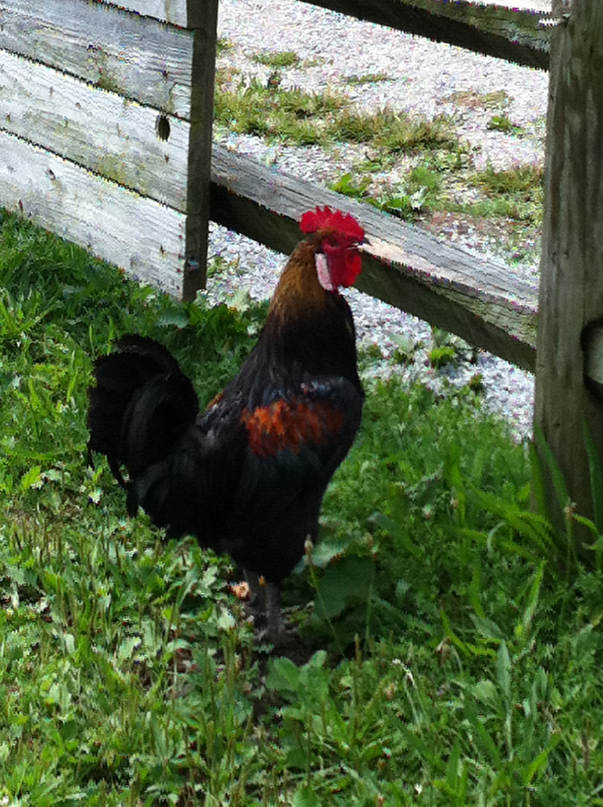 rooster | BackYard Chickens - Learn How to Raise Chickens